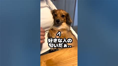 犬がこの行動をしてきたらあなたと両思い！shorts Youtube