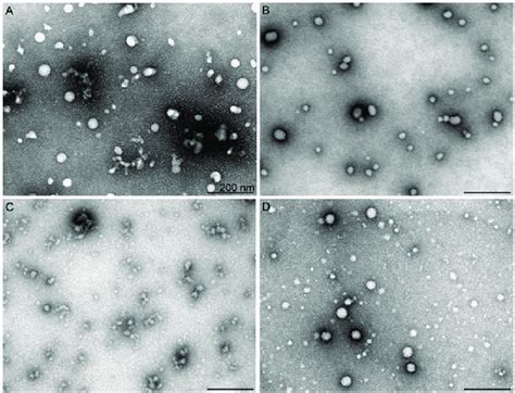 Shape And Size Of Cpp Sirna Nanoparticles Assessed By Tem Negative Download Scientific Diagram