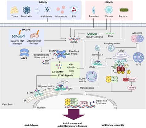 Beyond DNA Sensing Expanding The Role Of CGAS STING In Immunity And