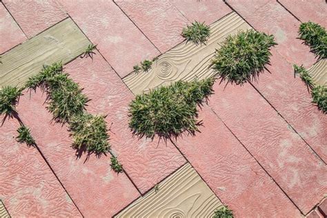 Premium Photo Grass Growing Between Paving Slabs