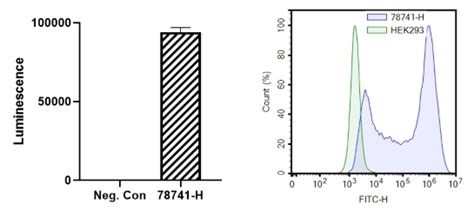 Firefly Luciferase Egfp Lentivirus Ef1a Promotergeneticin Hygromycin