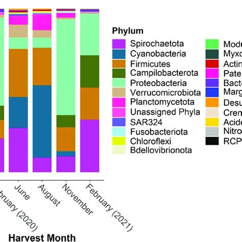 Phylum Level Relative Abundances Within The Eastern Oyster Bacterial