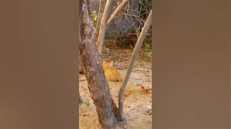 강남대로의 마스코트 아기고양이 엄마고양이의 걱정스러운 육묘 Youtube