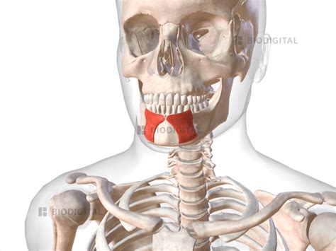 Depressor Labii Inferioris Biodigital Anatomy