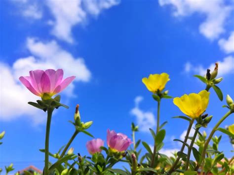 Page 26 Flower Field Blue Sky Images Free Download On Freepik