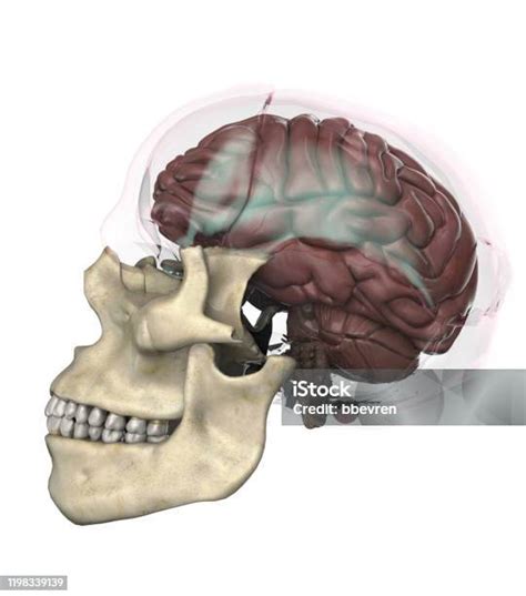 人腦解剖在透明頭骨側視圖白色背景 3d 渲染 照片檔及更多 X光片 照片 X光片 人 人的頭部 Istock