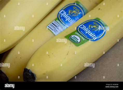 Closeup Of Chiquita Organic Bananas Imported From Mexico Chiquita
