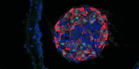 Research Harvard Stem Cell Institute Hsci