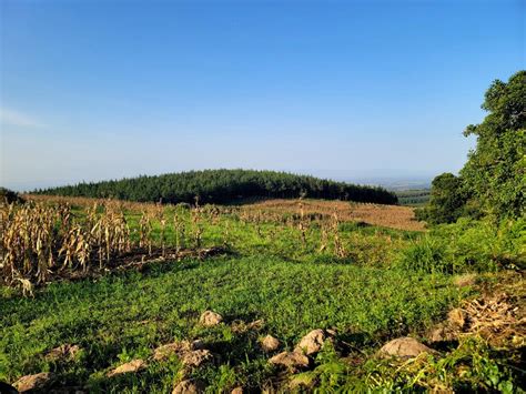 Aggrey Barnaba Chitimbe Assessing Mount Kilimanjaros Ecosystem Invasibility For Managing