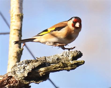 Щегол летом (39 фото) - красивые фото и картинки pofoto.club