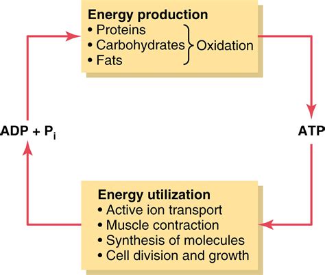 Metabolism Of Carbohydrates And Formation Of Adenosine Triphosphate Clinical Tree