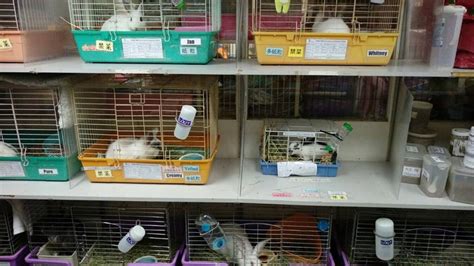 香港動物政策網誌 兔協半月接10隻棄兔 有人等候移民仍養新兔
