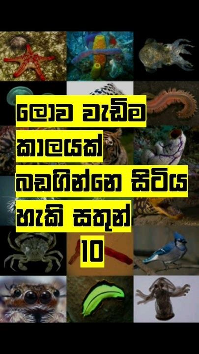ලොව වැඩිම කාලයක් බඩගින්නෙ සිටිය හැකි සතුන් 10 Youtube