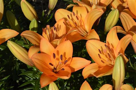 Lily Blossom Bloom Free Photo On Pixabay Pixabay