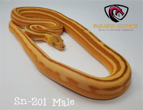 Free Shipping Ogs Suntiger Stunning Reticulated Python By Paragon Exotics