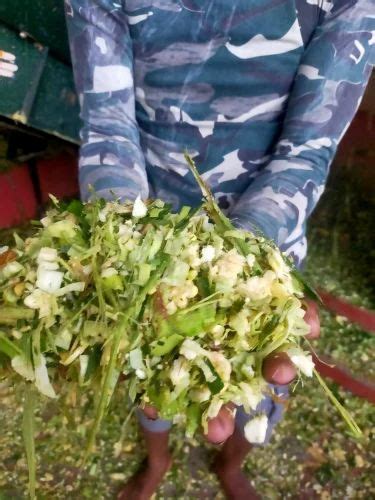 Granule Goat Feed Packaging Type Pp Bag Packaging Size 50 Kg At ₹ 8