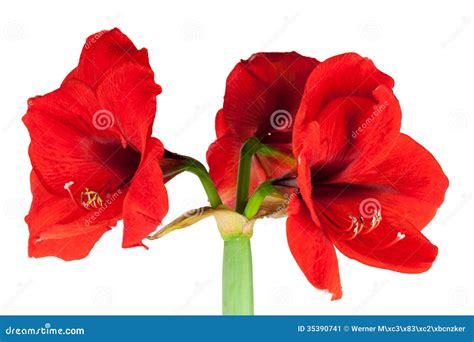 Red Amaryllis Isolated Stock Image Image Of Flower Whitebackground