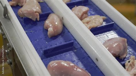 Poultry Farm Conveyor Butchered Chicken Carcasses Fresh Breast And