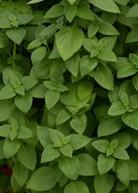 Basil Everleaf Lemon Milaegers