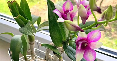 trucos infalibles para que las orquídeas florezcan todo el año Trucos Para Casa