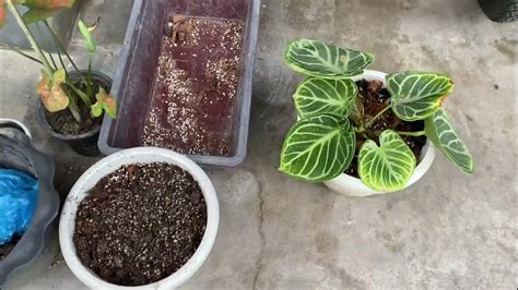 Stem Propagation For Anthuriums A Guide For Beginner 😎 Youtube