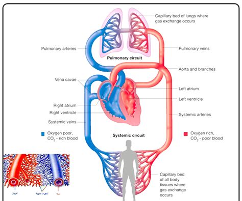 الدورة الدموية الكبرى والصغرى Ourboox