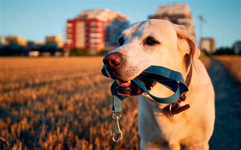 Una familia multimillonaria busca una niñera para sus perros y paga una