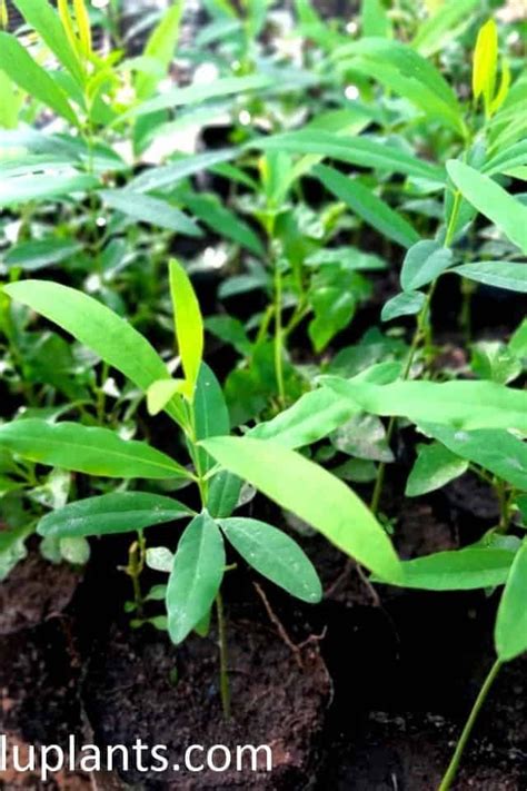 Sudu Hadun Plants Arunalu Plants