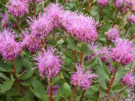 Isopogon Latifolius — Lullfitz Nursery