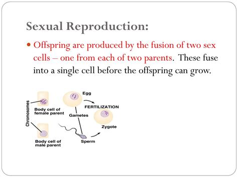 Ppt Cell Division Powerpoint Presentation Free Download Id2338549