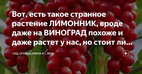 Вот есть такое странное растение ЛИМОННИК вроде даже на ВИНОГРАД