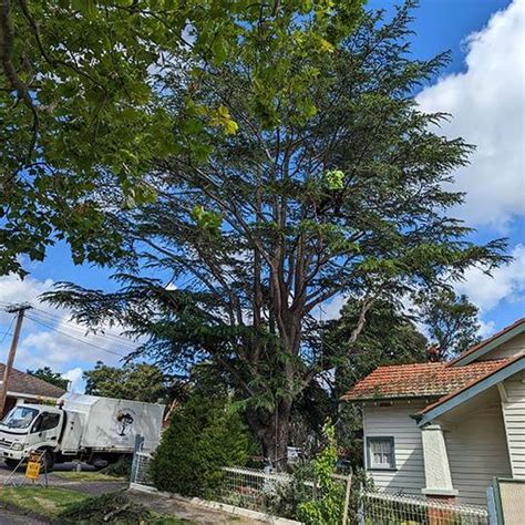 Tree Pruning Servicing Melbournes North And East
