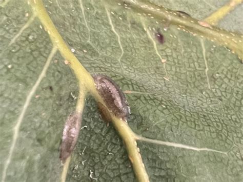 Bugs On My Ficus Need Help Total Newbie Rficustrees