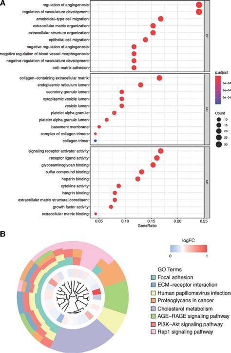Functional Enrichment Results Of Angiogenesis Related Genes A Go