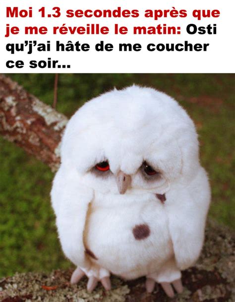 Quand Je Me Réveille Le Matin