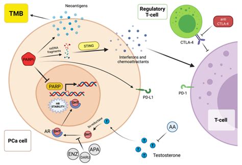 Parp Inhibitors Combined With Immune Checkpoint Inhibitor Are A