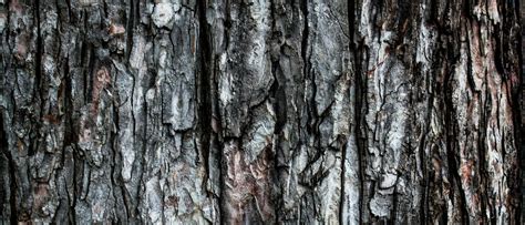 What Tree Is That How To Identify A Tree Gabes Tree Service