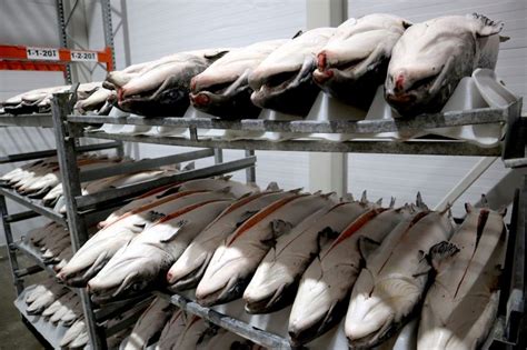 Igor Samarin On Linkedin We Have A Great Price Offer For This Week Norwegian Salmon Hog Salmo…