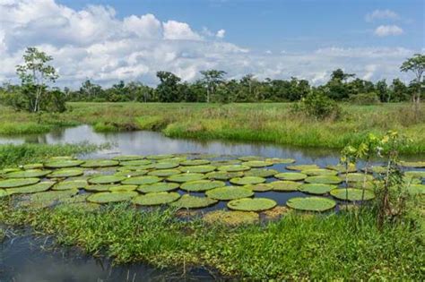 جنگل آمازون؛ راهنمای کامل بازدید مجله گردشگری طاهاگشت
