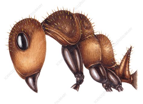 Hairy Wood Ant Illustration Stock Image C0583136 Science Photo