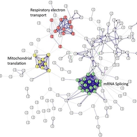 Schematic Representation Of Oxidative Phosphorylation Pathways Involved