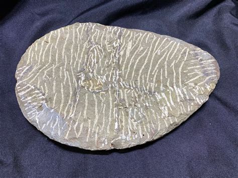 Cambropallas Telesto Trilobite On Rock Real Fossil From Morroco Able