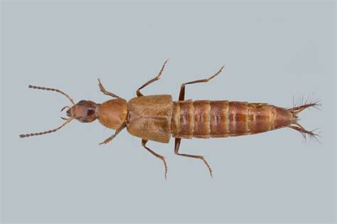 A New Beetle With Bottle Opener Shaped Penis Has Been Named Carlsberg Indy100
