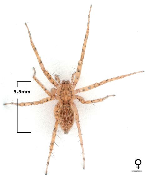 Spiders Of North Carolina