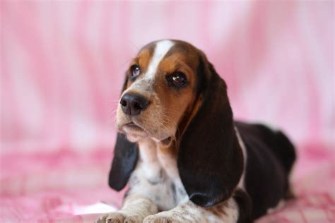 Basset Hound Trainability At Isabelle Odonovan Blog