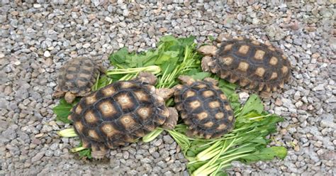 How Often To Feed Sulcata Tortoise
