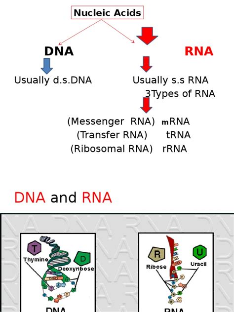 Rna And Transcription Directionality Molecular Biology Rna