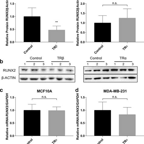 Trβ And Not Trα Represses Runx2 A Transient Transfection Into Download Scientific Diagram