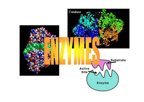 Enzyme Inhibitors Reversibleandirreversible Ppt