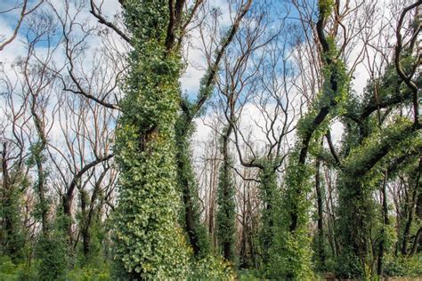 Australian Bushfires Aftermath Eucalyptus Trees Recovering After